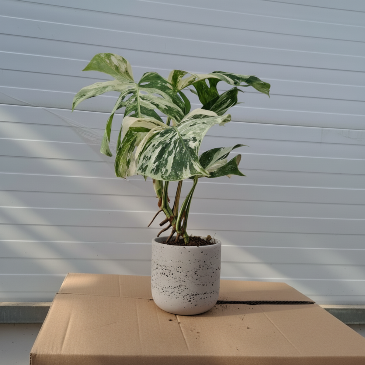 Monstera deliciosa 'Variegata' – roślina kolekcjonerska, biało-zielona ...