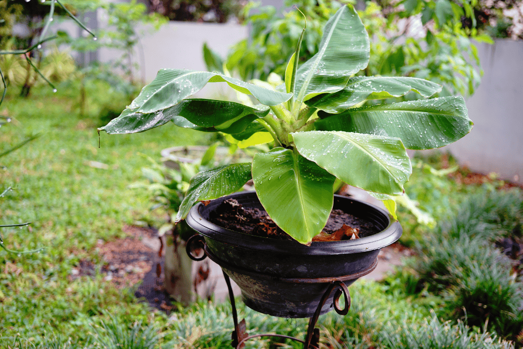 Najlepsze odmiany bananowca do domowej uprawy | Blog Zielona Flora